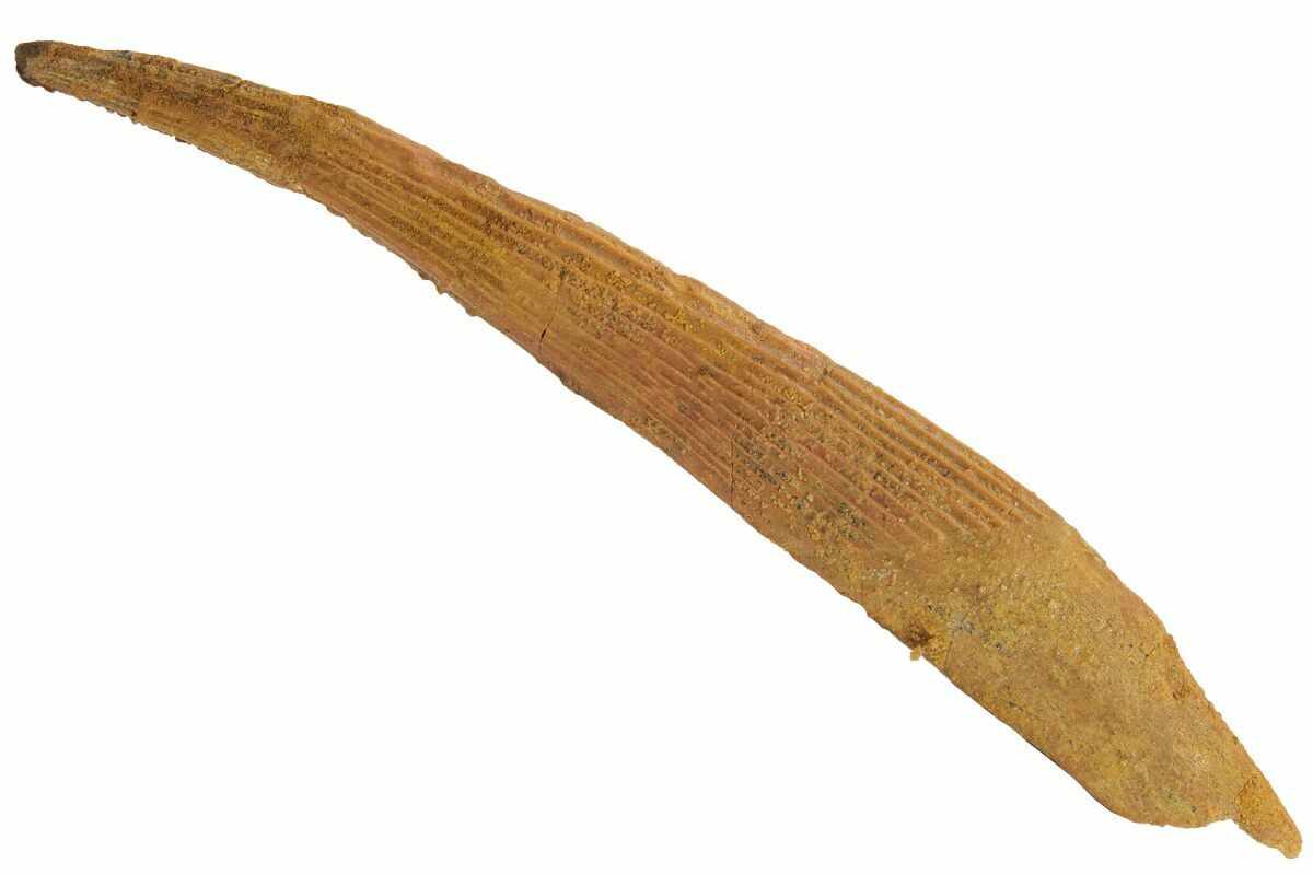 6.9" Fossil Shark (Hybodus) Dorsal Spine - Kem Kem Beds, Morocco ...