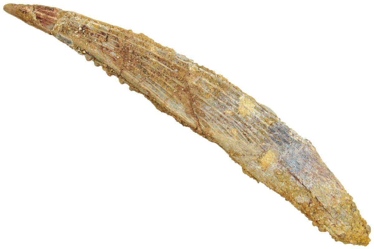 3.8" Fossil Shark (Hybodus) Dorsal Spine - Kem Kem Beds, Morocco ...