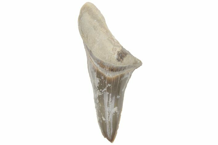 1.7" Cretaceous Ginsu Shark (Cretoxyrhina) Tooth - Kansas (#211752) For ...