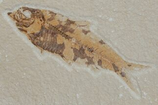 Extremely Rare Fish Aspiration Fossil - Fish Eating Fish! (#31363) For ...