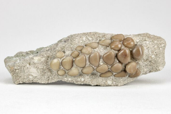 1.55" Cretaceous Pycnodont (Phacodus) Tooth Plate - Morocco (#212057 ...