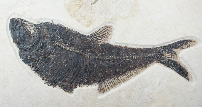 16" Diplomystus Fish Fossil - Wyoming (#13094) For Sale - FossilEra.com