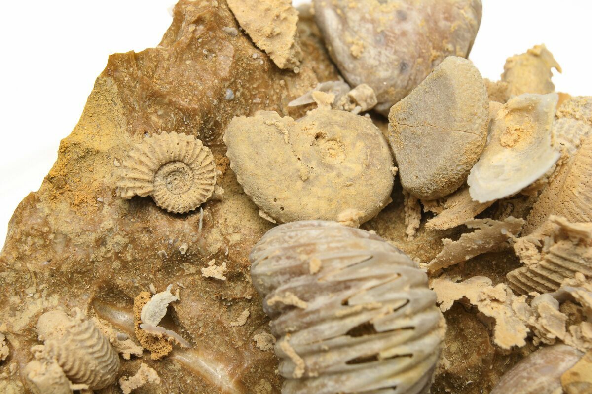 2.2" Miniature Fossil Cluster (Ammonites, Brachiopods) - France ...