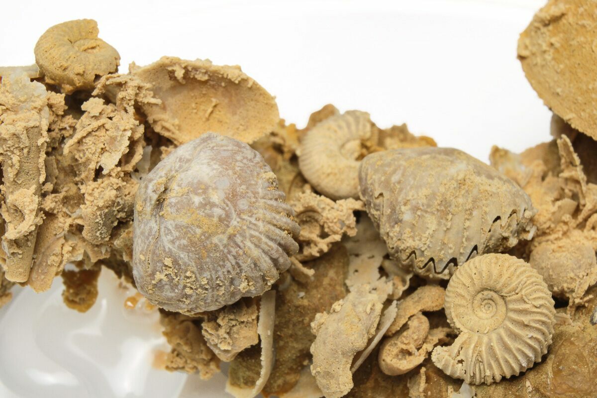 2.9" Miniature Fossil Cluster (Ammonites, Brachiopods) - France ...