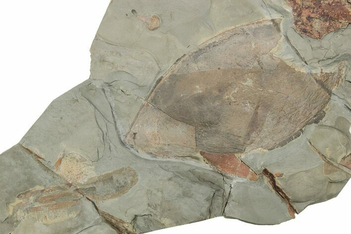 13" Partial Giant Radiodont (Aegirocassis), Xiphosurida & Trilobite ...