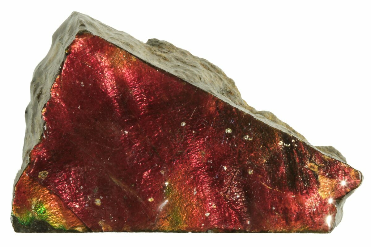 1.4" Iridescent Ammolite (Fossil Ammonite Shell) - Alberta, Canada ...