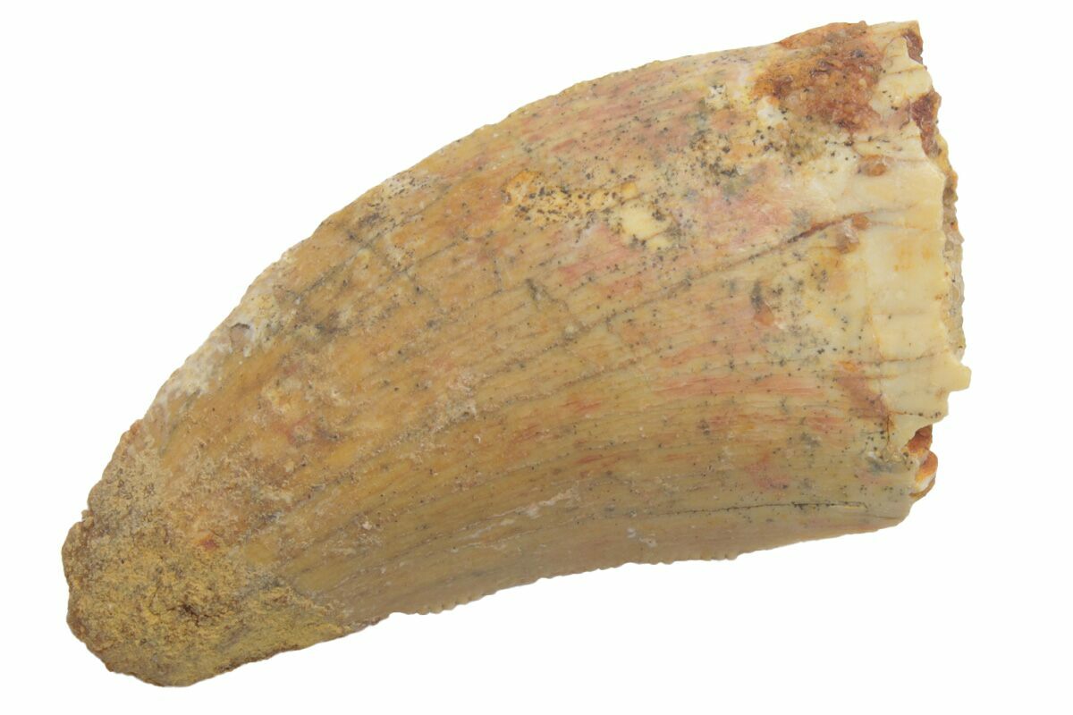 Bargain, 1.10" Fossil Carcharodontosaurus Tooth - Real Dinosaur Tooth ...