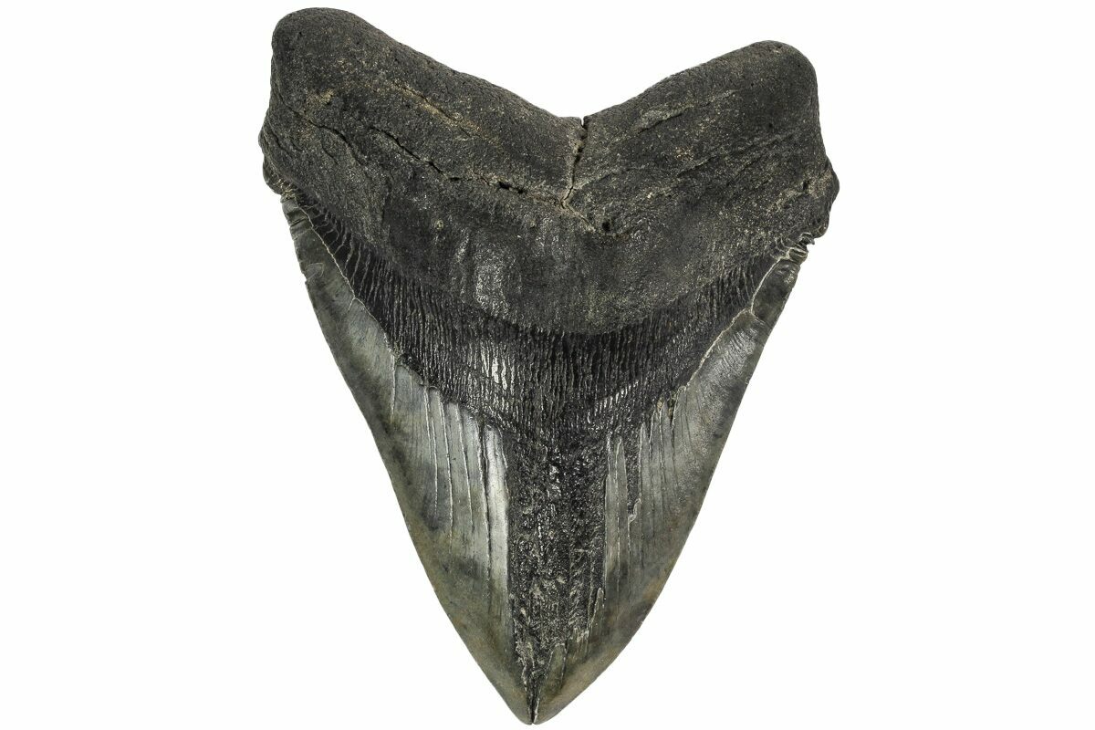 6.28" Fossil Megalodon Tooth - Massive Meg Tooth (#212832) For Sale ...