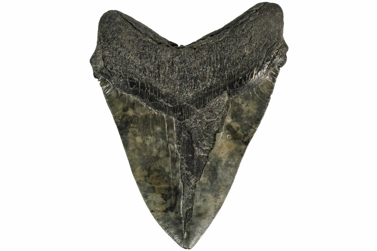 6.28" Fossil Megalodon Tooth - Massive Meg Tooth (#212832) For Sale ...