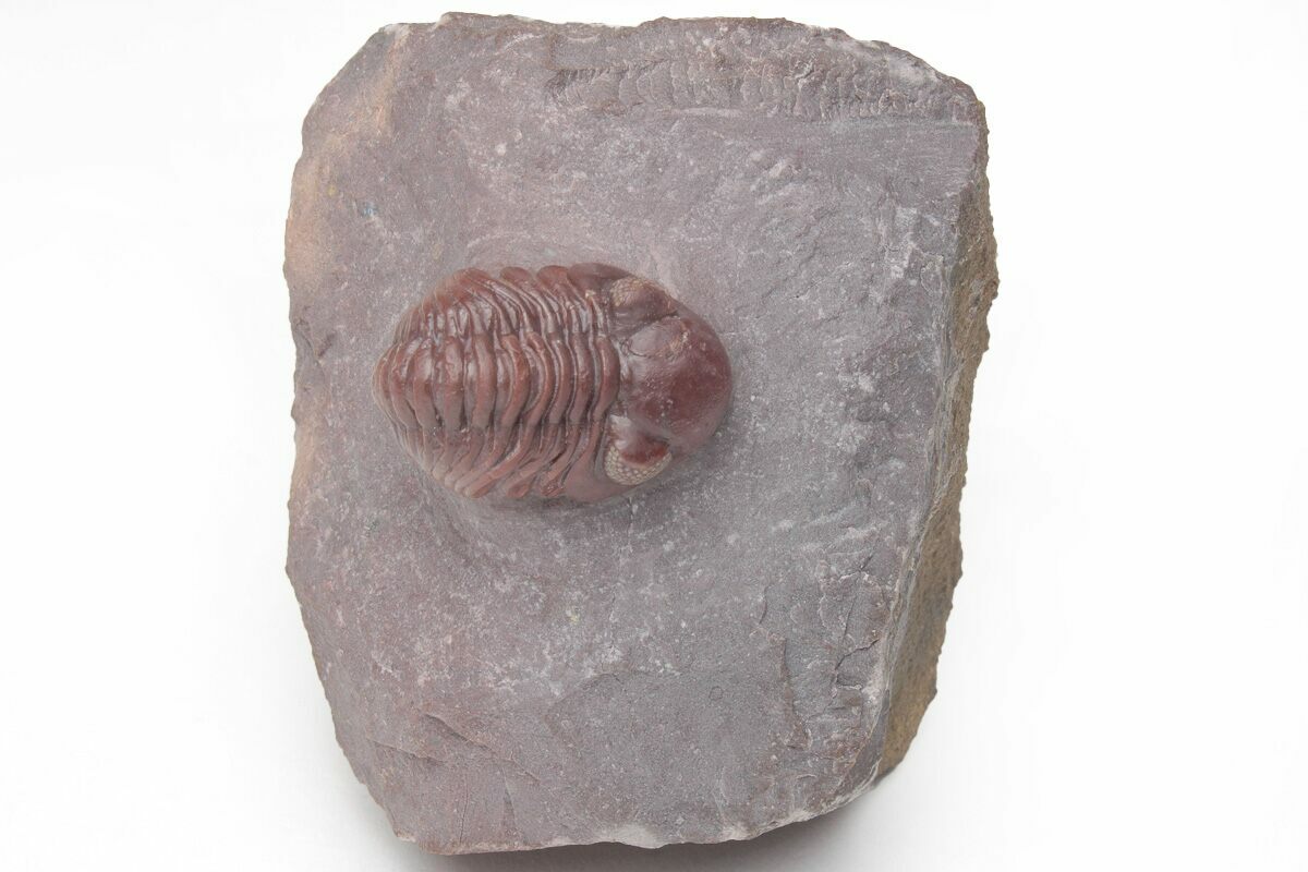 1.4" Red Austerops Trilobite - Hmar Laghdad, Morocco (#213139) For Sale ...