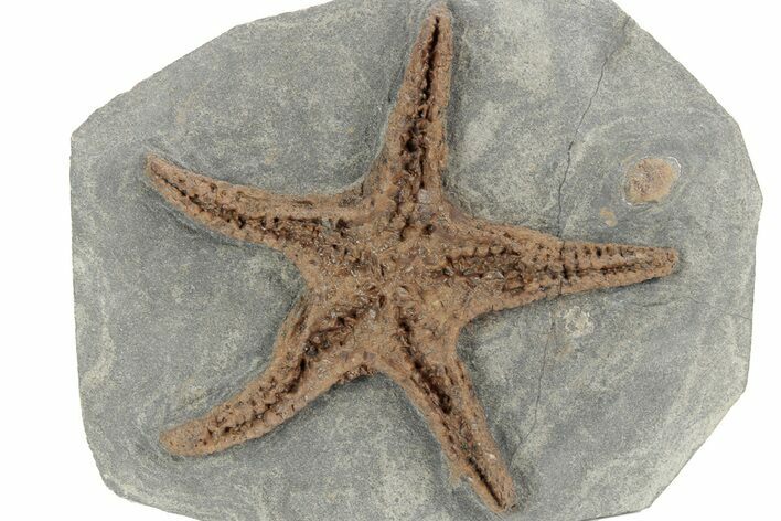 4.1" Exceptionally Preserved Fossil Starfish (#213177) For Sale ...