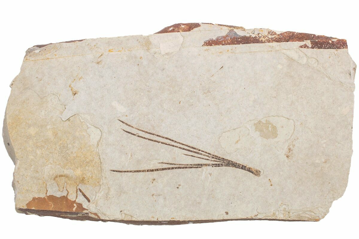 2.7" Fossil Pine Needles (Pinus) - McAbee Fossil Beds, BC (#213231) For ...