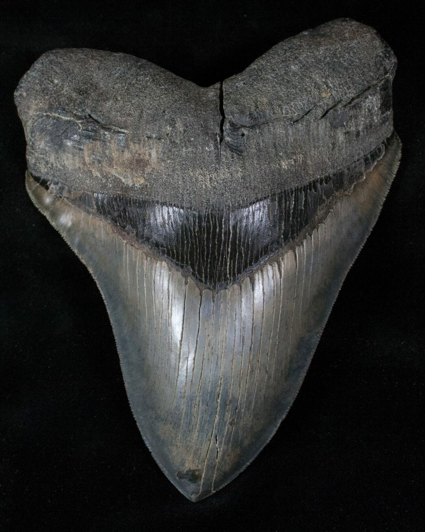 Huge 6 17 Megalodon Tooth Stunning For Sale 13145 FossilEra
