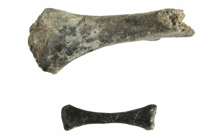 Pair of Permian Reptile Limb Bones - Oklahoma (#213234) For Sale ...