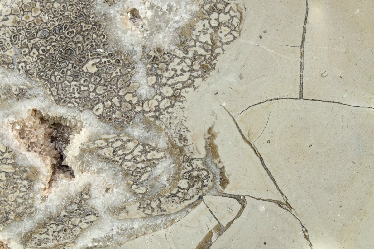 3.7" Polished Dinosaur Bone (Gembone) Slab - Morocco (#214043) For Sale ...