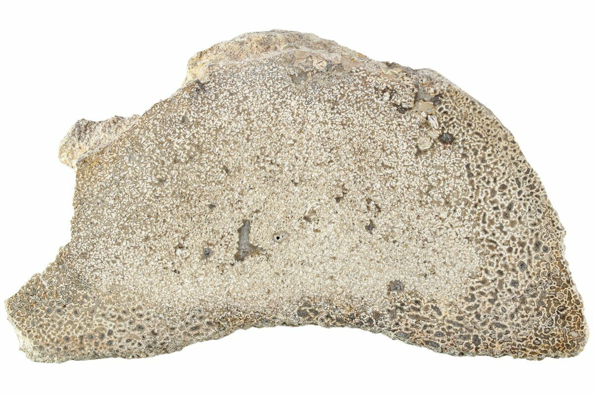 5.4" Polished Dinosaur Bone (Gembone) Slab - Morocco (#214038) For Sale ...