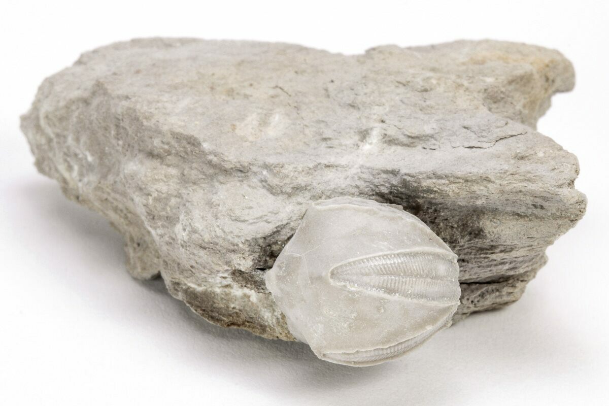 .7" Blastoid (Pentremites) Fossil - Illinois (#204704) For Sale ...