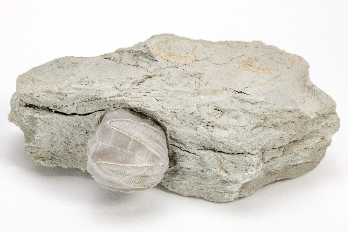 .55" Blastoid (Pentremites) Fossil - Illinois (#204709) For Sale ...