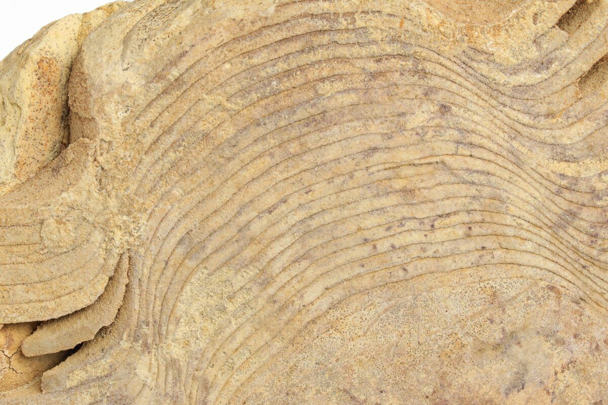 5.35" Ordovician Cephalopod (Gonioceras) Section - Wisconsin (#214261 ...