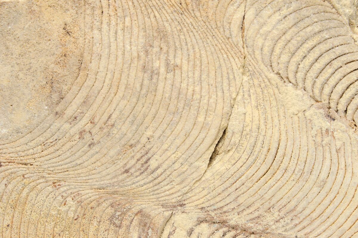 5.2" Ordovician Cephalopod (Gonioceras) Section - Wisconsin (#214264 ...