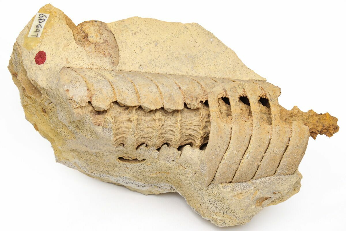 4" Ordovician Cephalopod (Actinoceras) Fossil - Wisconsin (#214272) For ...