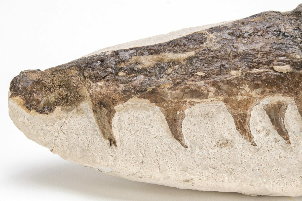 4.7" Fossil Mosasaur (Tethysaurus) Jaw Section - Asfla, Morocco ...