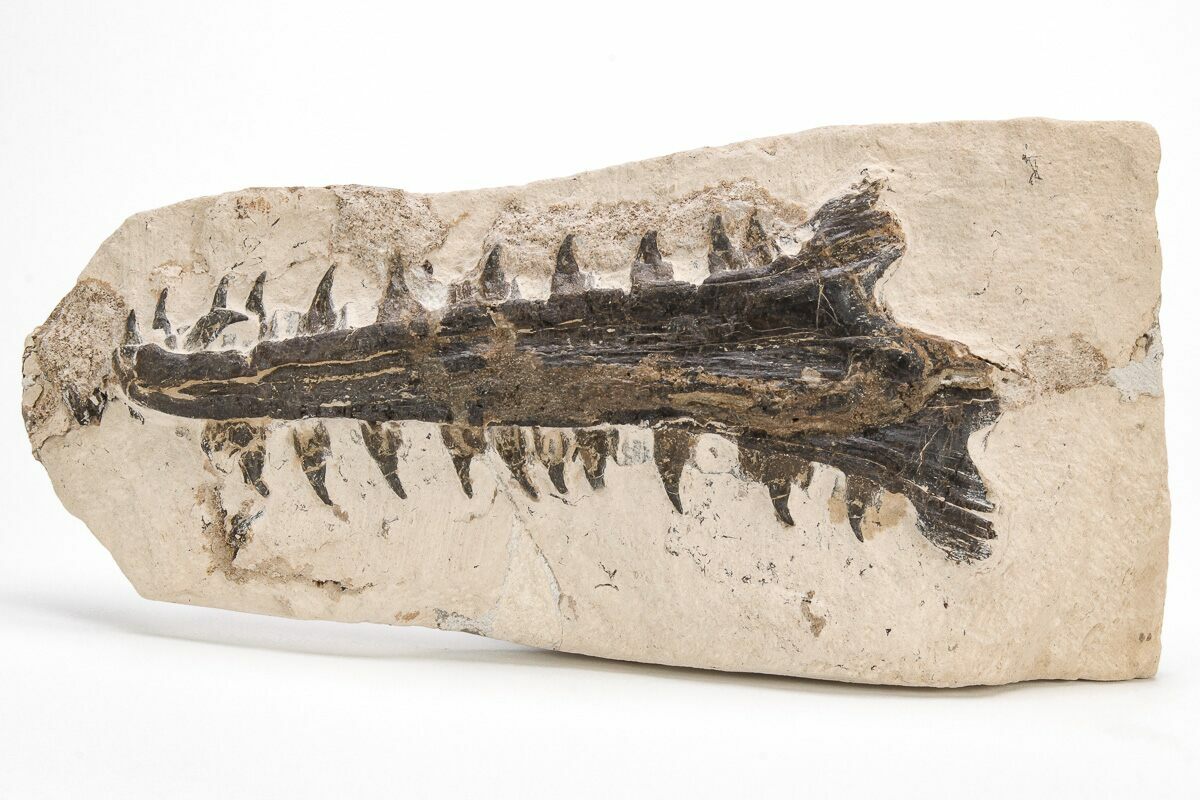 Fossil Mosasaur (Tethysaurus) Jaws - Asfla, Morocco (#215138) For Sale ...