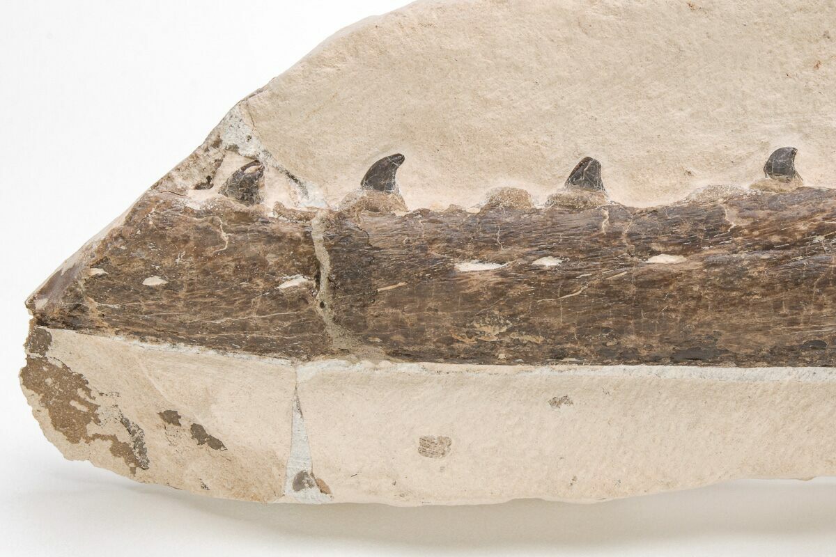 7.9" Fossil Mosasaur (Tethysaurus) Jaw Section - Asfla, Morocco ...
