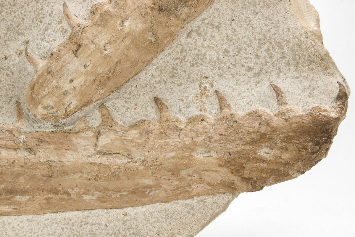 10.3" Fossil Mosasaur (Tethysaurus) Jaws - Asfla, Morocco (#215142) For ...