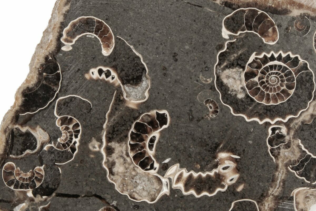 2.1" Polished Ammonite (Promicroceras) Slice - "Marston Magna Marble ...