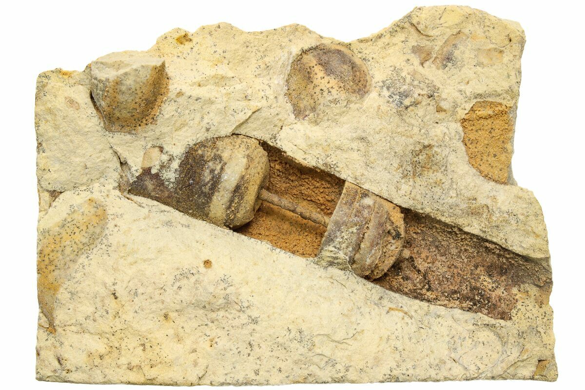 1.8" Ordovician Oncoceratid (Zittelloceras) Fossil - Wisconsin (#215193 ...