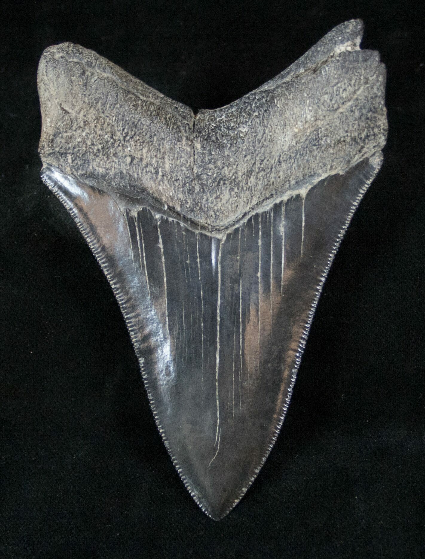Razor Sharp 4.28" Black Megalodon Tooth (#13284) For Sale - FossilEra.com