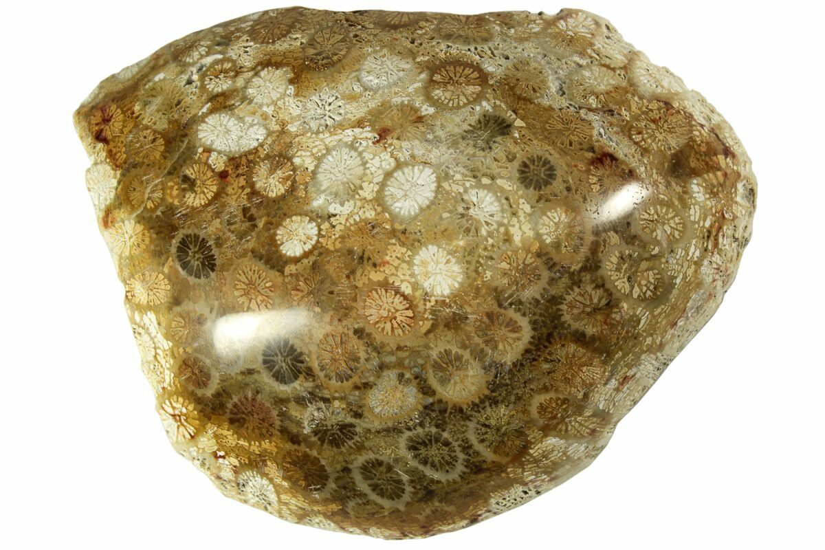 2.6" Polished Fossil Coral Head - Indonesia (#210912) For Sale ...