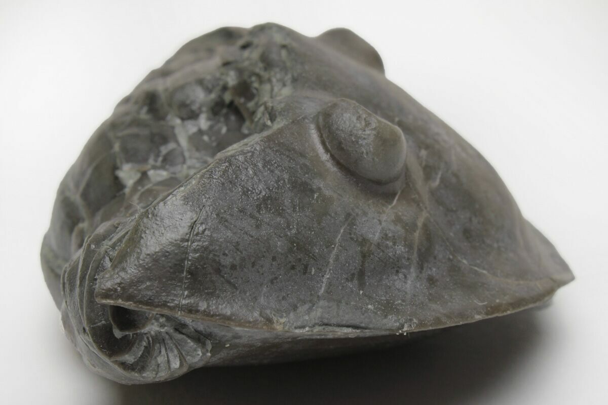 2.35" Wide, Enrolled Isotelus Trilobite - Mt. Orab, Ohio (#216687) For ...