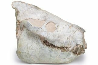 Oreodont Fossils For Sale - FossilEra.com