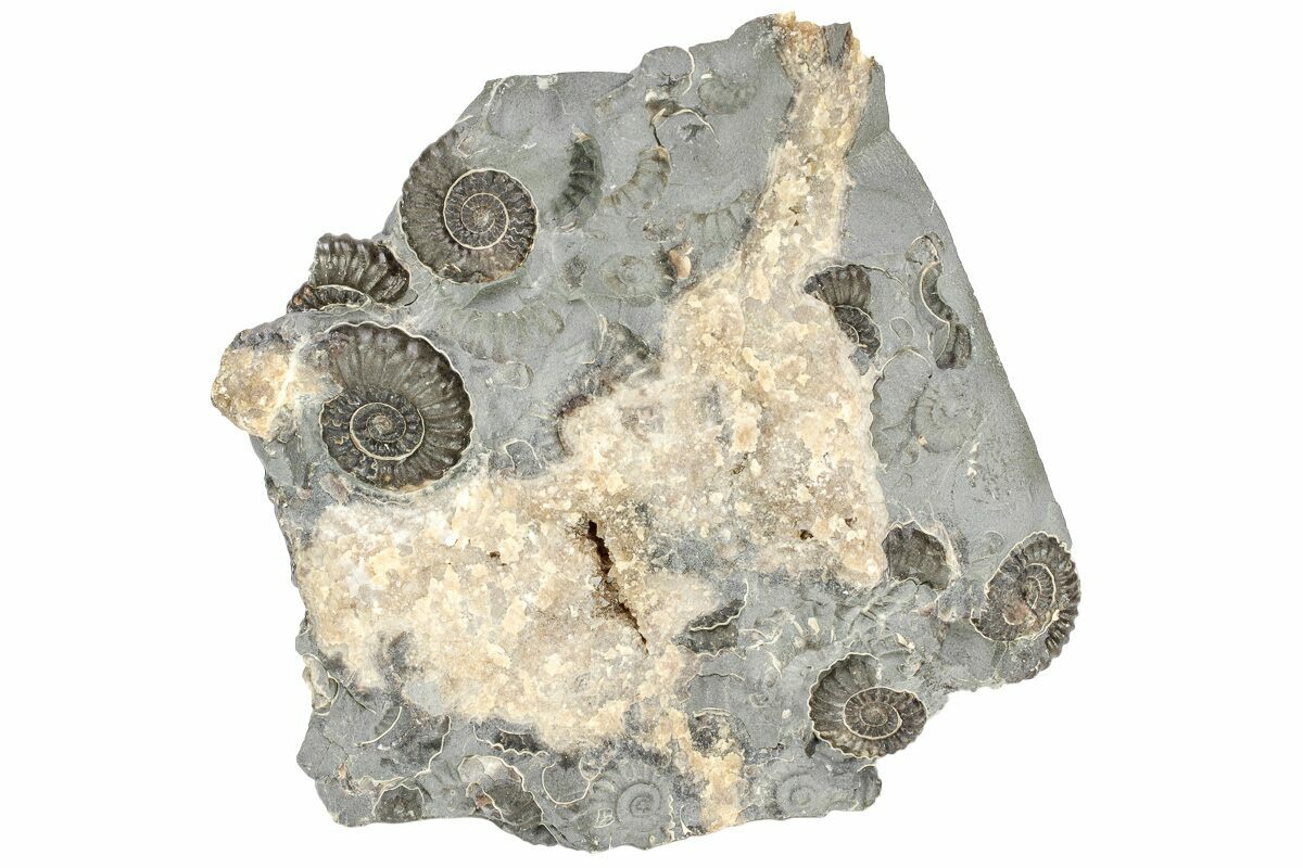 3.25" Ammonite (Promicroceras) Cluster - Marston Magna, England ...