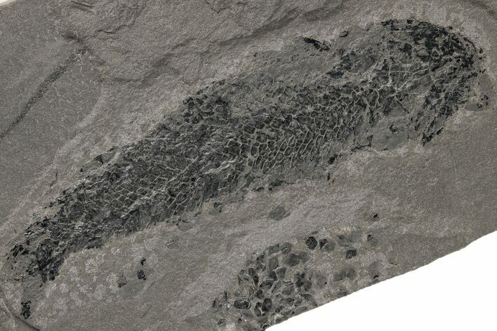 5.1" Devonian Lobe-Finned Fish (Osteolepis) Fossil - Scotland (#217942 ...