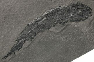 5.3" Devonian Lobe-Finned Fish (Osteolepis) - Scotland (#206432) For ...