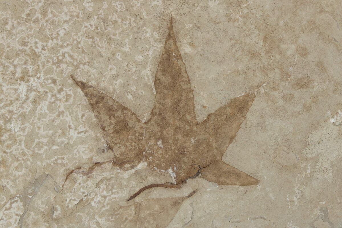 2.9" Fossil Maple (Acer) Leaf - Green River Formation, Utah (#218103 ...