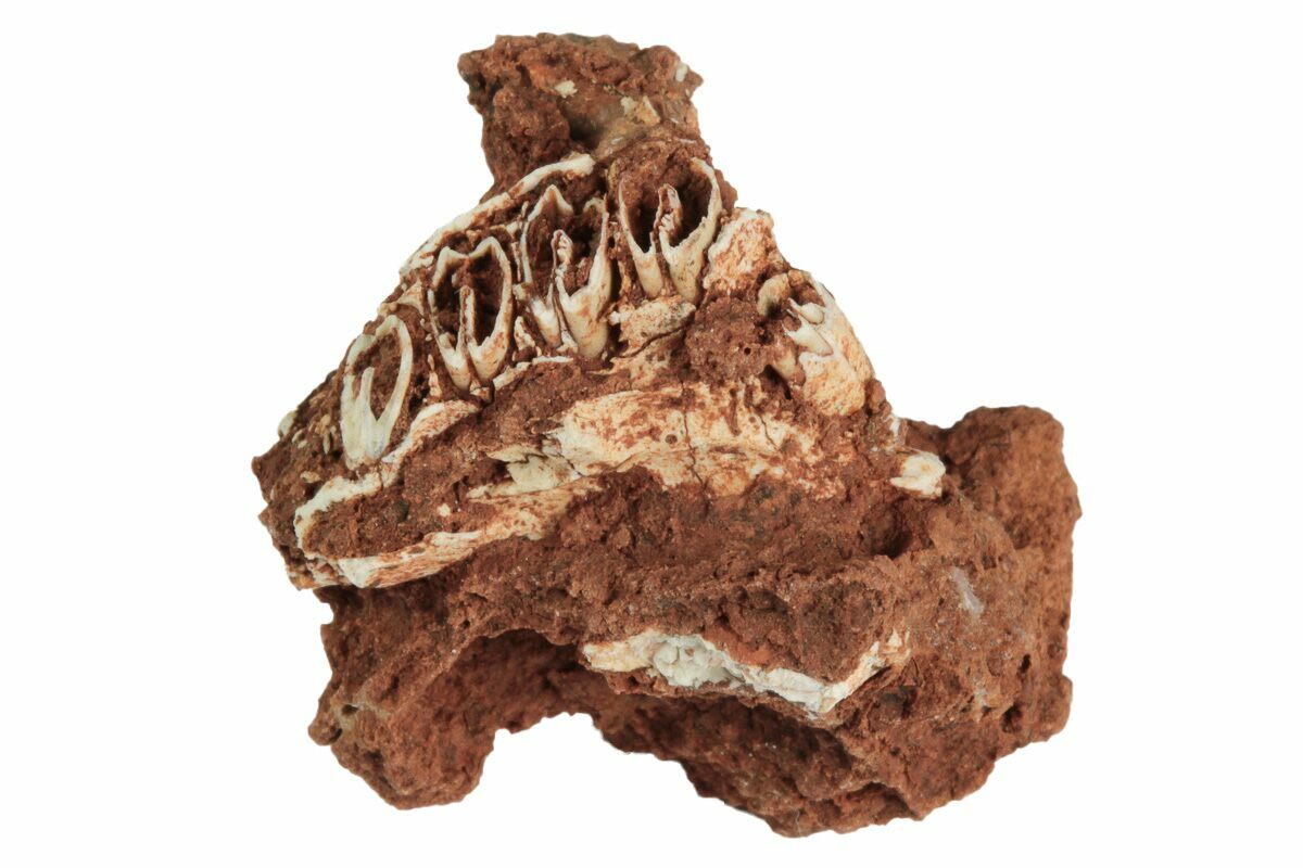 .81" Fossil Rodent (Cricetodon?) Jaw - France (#218465) For Sale ...