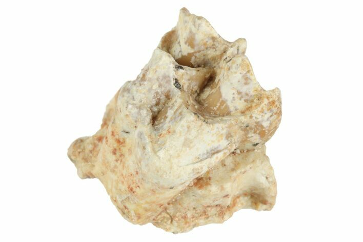 .59" Fossil Early Ungulate (Bachitherium) Tooth - France (#218520) For ...