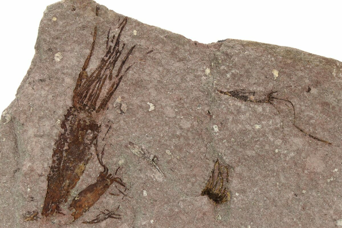 6.4" Eocrinoid (Ascocystites) Mortality Plate - Ordovician (#218571 ...