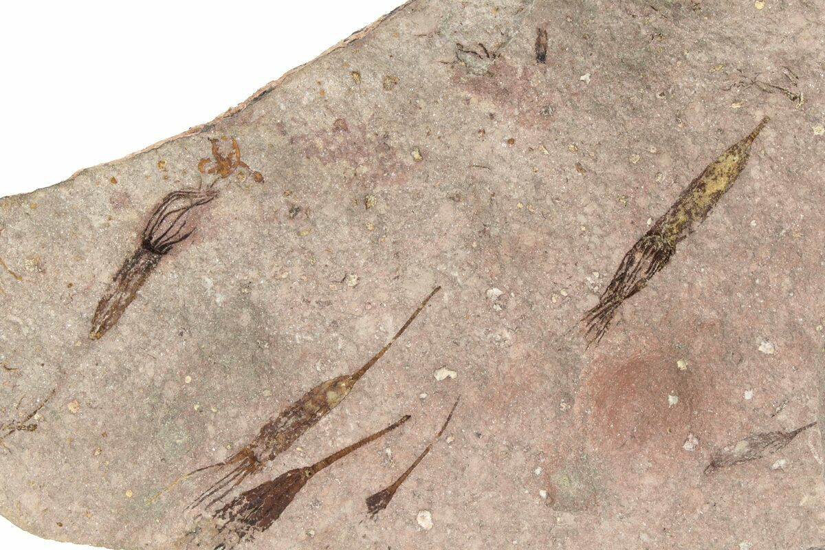 12.1" Eocrinoid (Ascocystites) Mortality Plate - Ordovician (#218578 ...