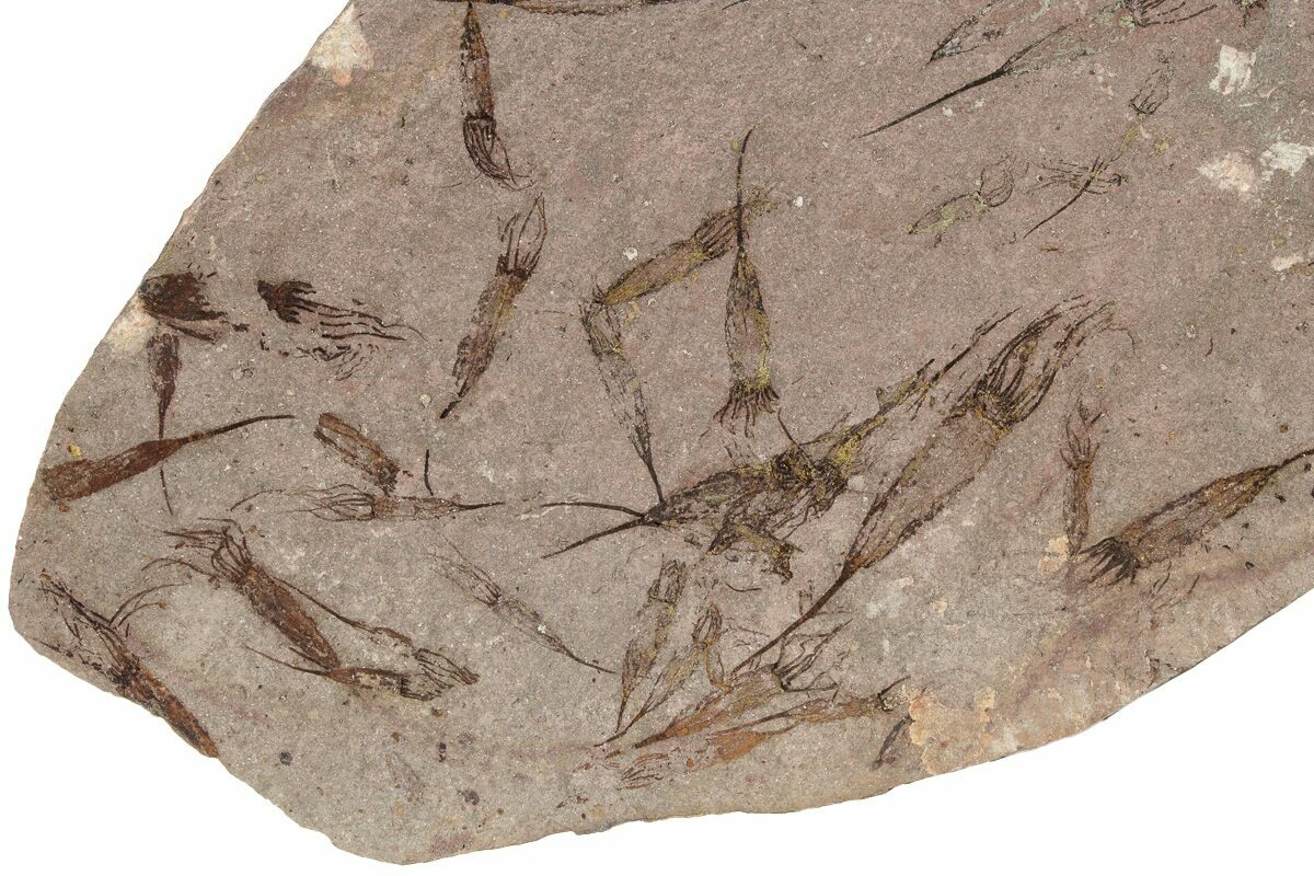 20.1" Eocrinoid (Ascocystites) Mortality Plate - Ordovician (#218592 ...