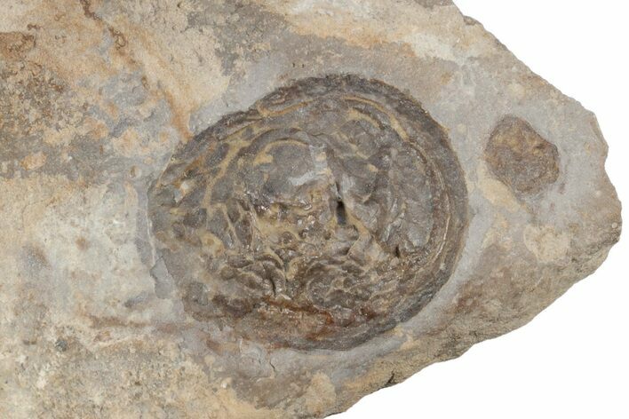 Two Edrioasteroid Fossils - Shell Rock Formation, Iowa (#218177) For ...