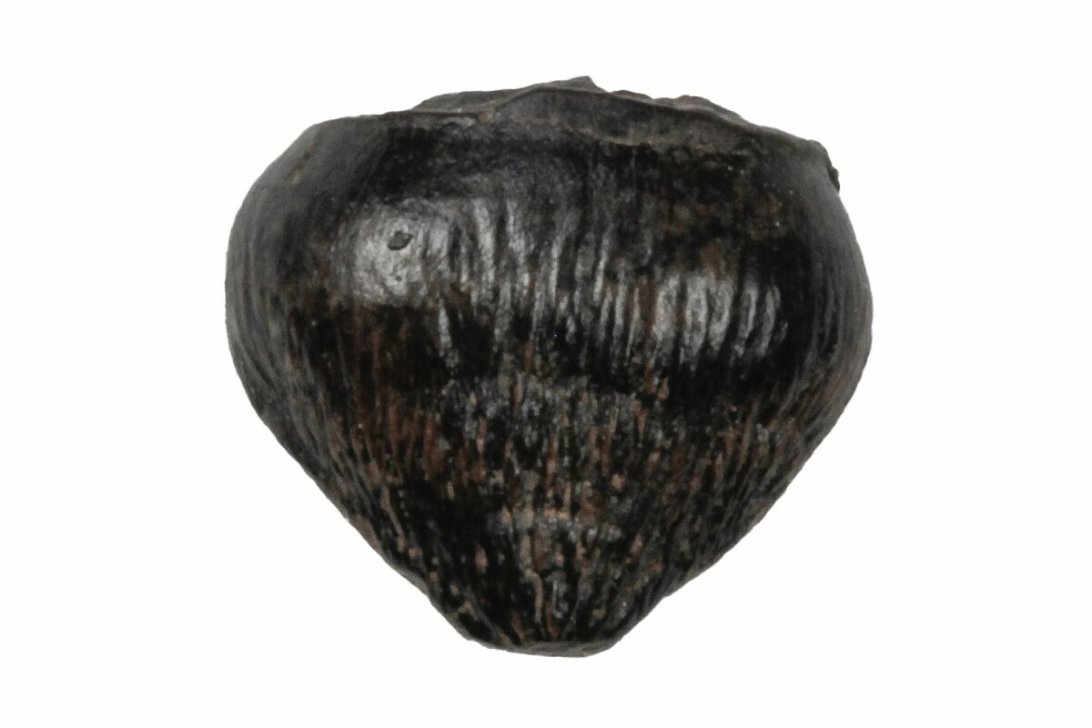.2" Cretaceous Alligatoroid (Brachychampsa) Tooth - Montana (#218531 ...