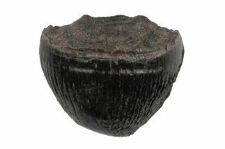 .67" Rooted, Cretaceous, Marsupial (Didelphodon?) Tooth - Montana ...