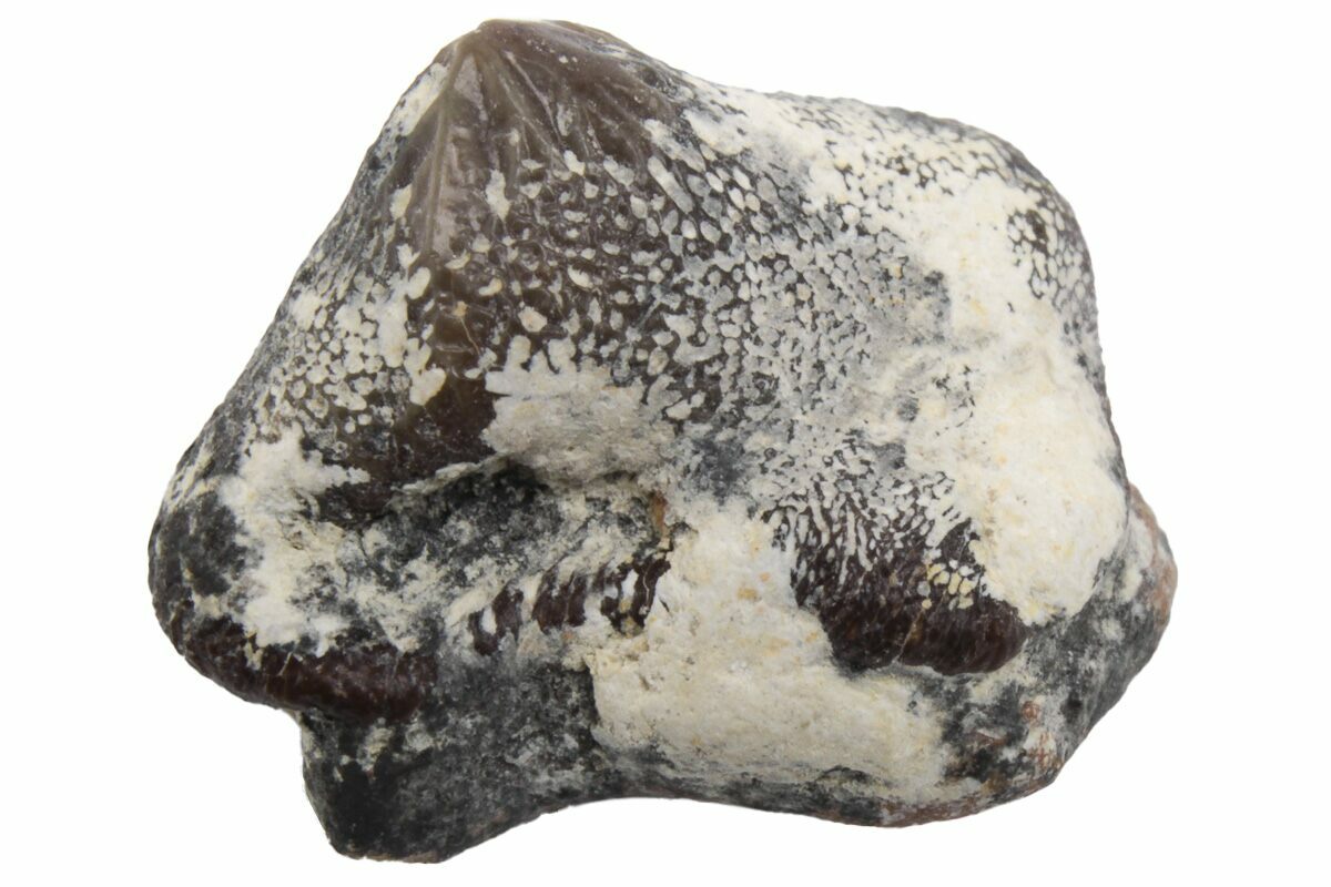 .46" Fossil Crusher Shark (Ptychodus) Tooth - Kansas (#218599) For Sale ...