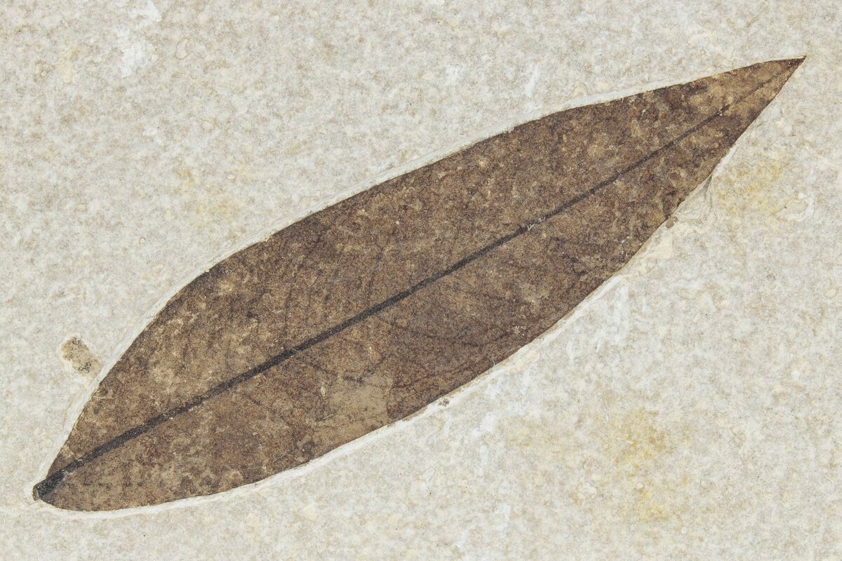 3.6" Fossil Leaf - Green River Formation, Utah (#218280) For Sale ...