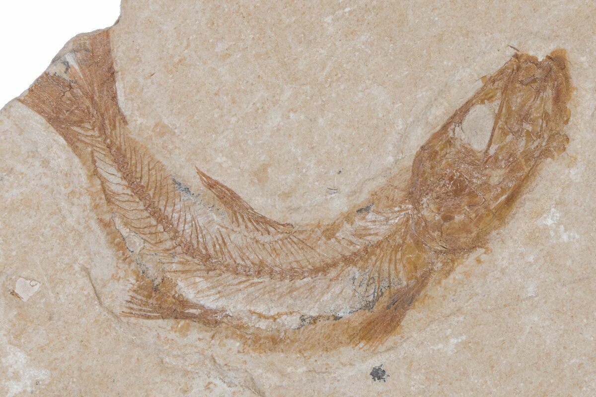 1.9" Cretaceous Fossil Fish - Lebanon (#218848) For Sale - FossilEra.com